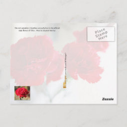 Ohio State Flower: Red Carnation Postcard | Zazzle
