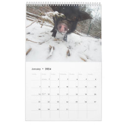 Oinking Acres Mini Pigs Calendar | Zazzle