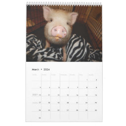 Oinking Acres Mini Pigs Calendar | Zazzle