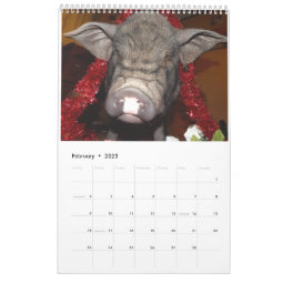 Oinking Acres Mini Pigs Calendar | Zazzle