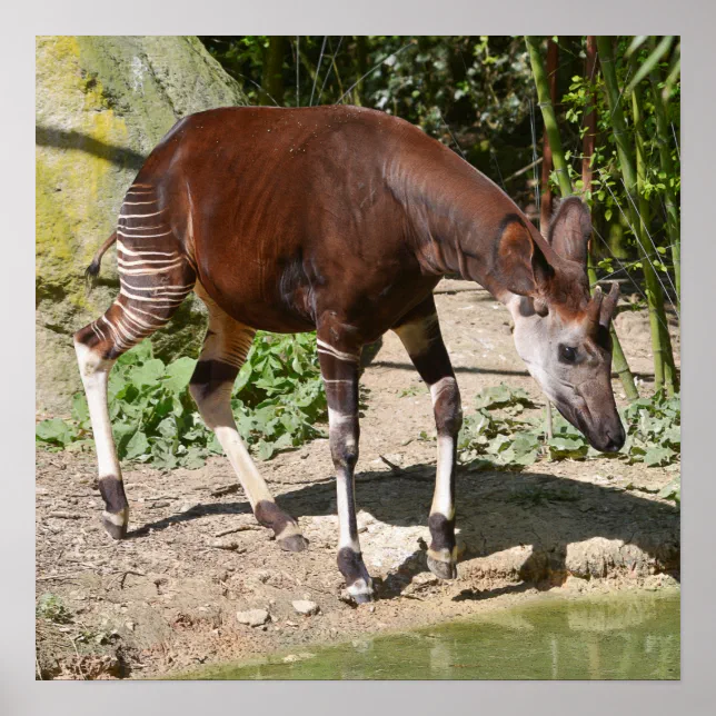Okapi near pond poster | Zazzle