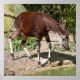 Okapi near pond poster | Zazzle