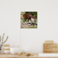 Okapi near pond poster | Zazzle