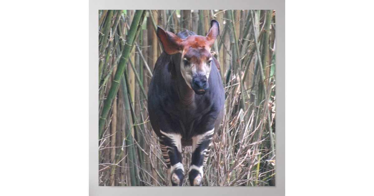 Okapi Poster | Zazzle