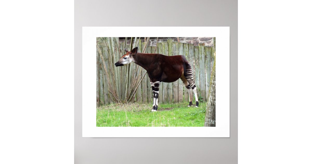 Okapi standing by a fence poster | Zazzle