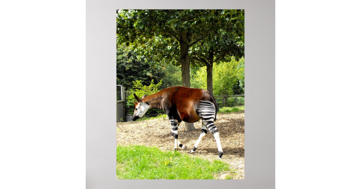 Okapi walking away poster | Zazzle