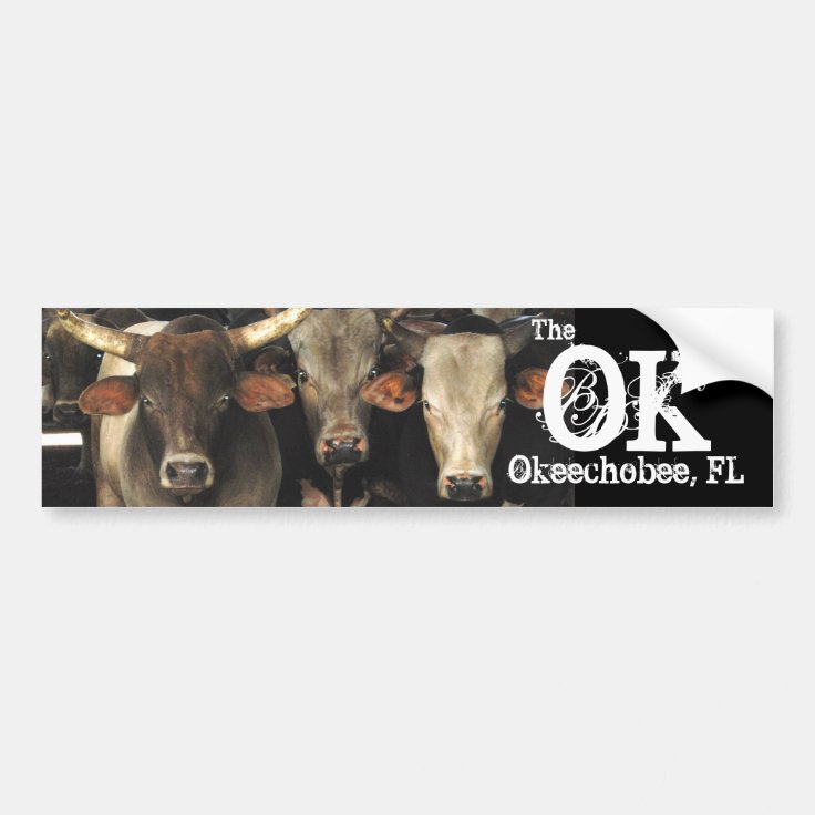 Okechobee Florida The OK Beef Cattle Cows Sticker | Zazzle