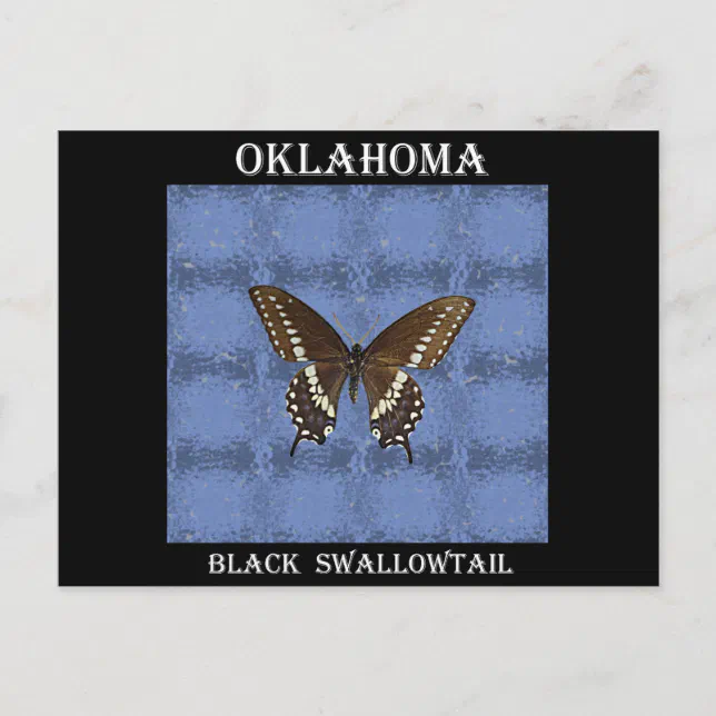 Oklahoma Black Swallowtail Butterfly Postcard | Zazzle