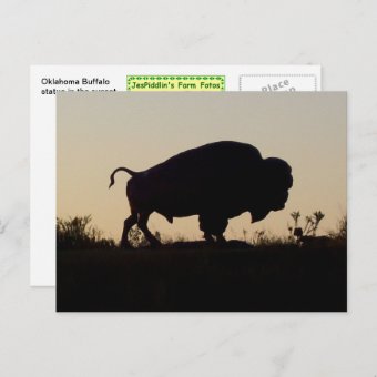 Oklahoma Buffalo Postcard | Zazzle