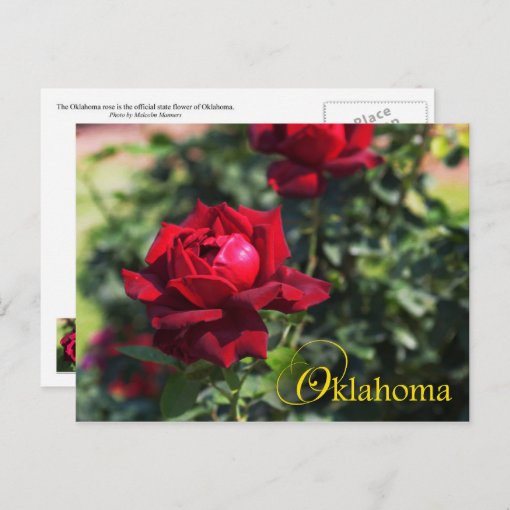 Oklahoma State Flower: Oklahoma Rose Postcard | Zazzle