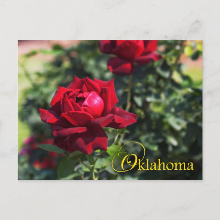 Oklahoma State Flower: Oklahoma Rose Postcard | Zazzle