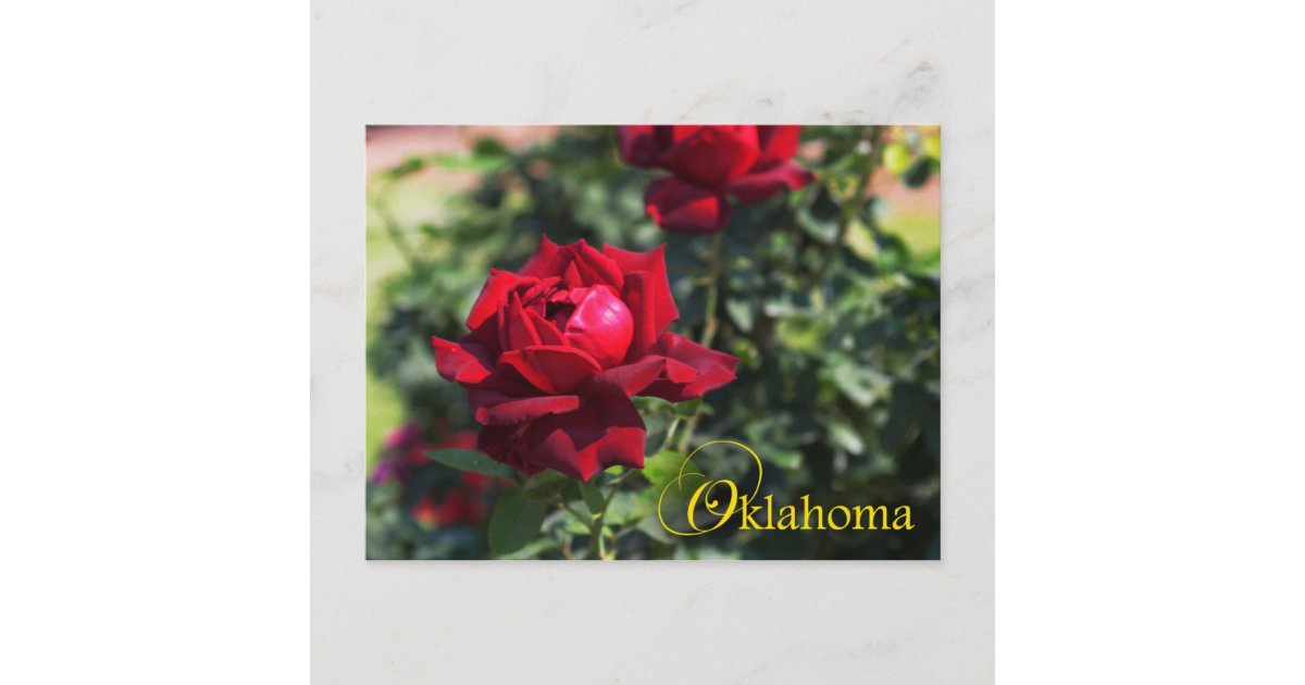Oklahoma State Flower: Oklahoma Rose Postcard | Zazzle