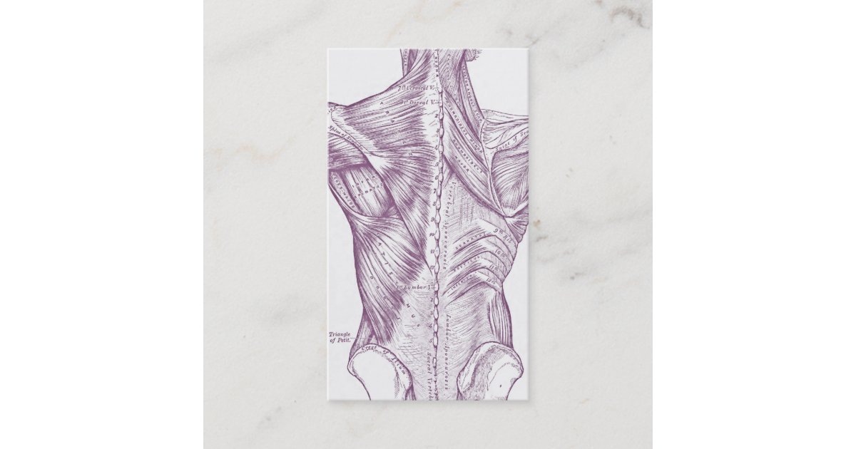 Old anatomy art muscles of the back purple (1890) business card | Zazzle