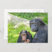 Old and Young Chimpanzee - Postcard | Zazzle