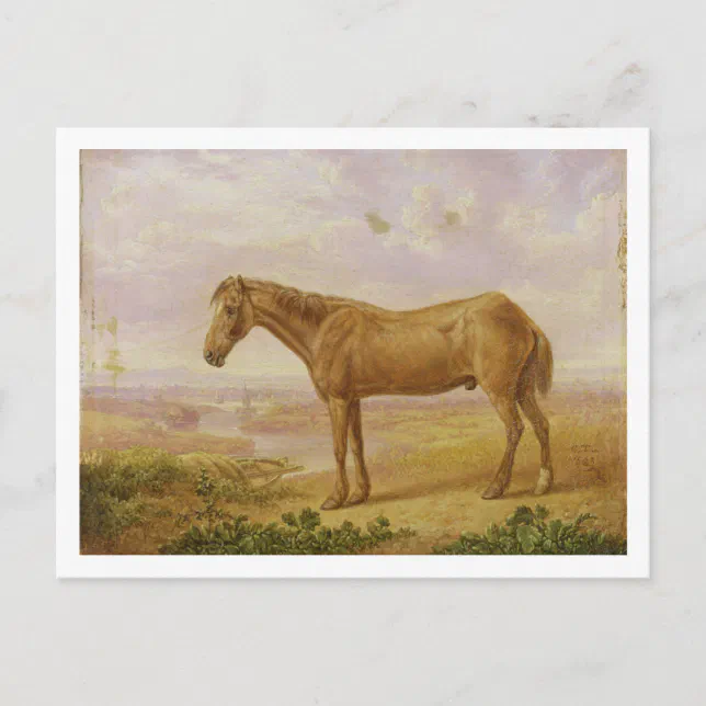 Old Billy, a Draft Horse, Aged 62 (oil on panel) Postcard | Zazzle