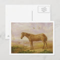 Old Billy, a Draft Horse, Aged 62 (oil on panel) Postcard | Zazzle