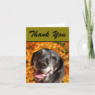 Black Labrador Thank You Cards | Zazzle
