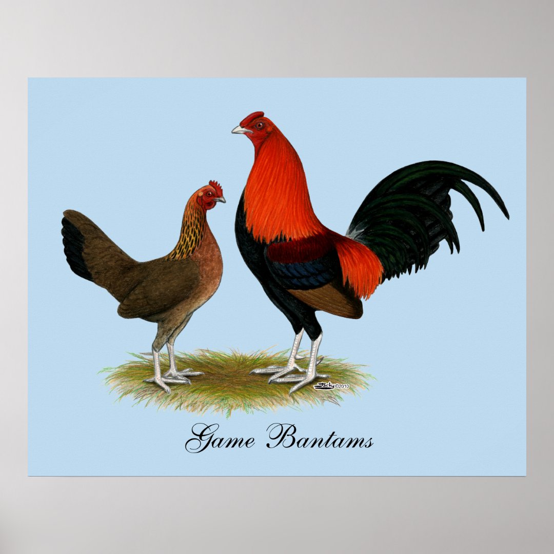 Old English Game Bantams: BB Red Pair Poster | Zazzle