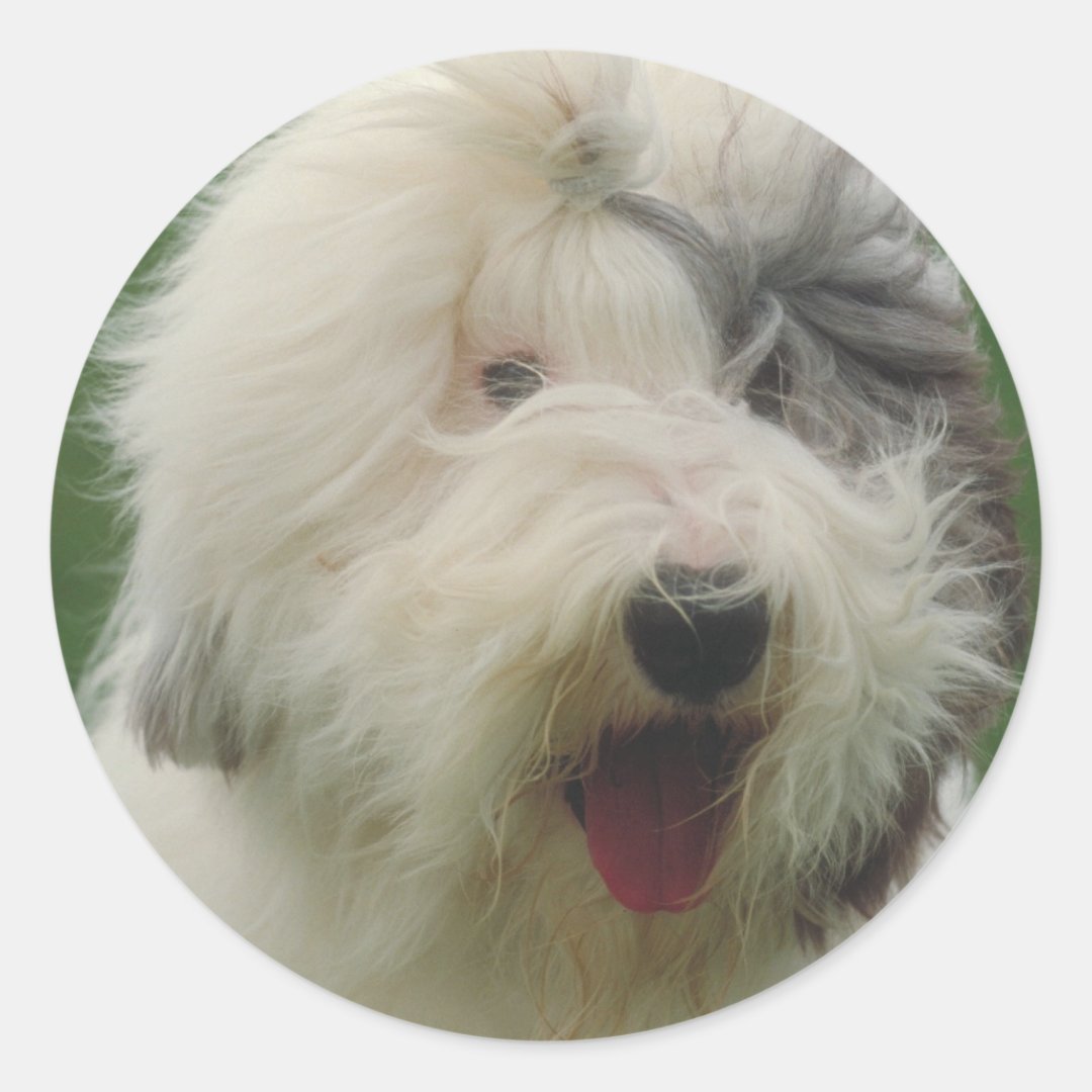 Old English Sheepdog Classic Round Sticker | Zazzle