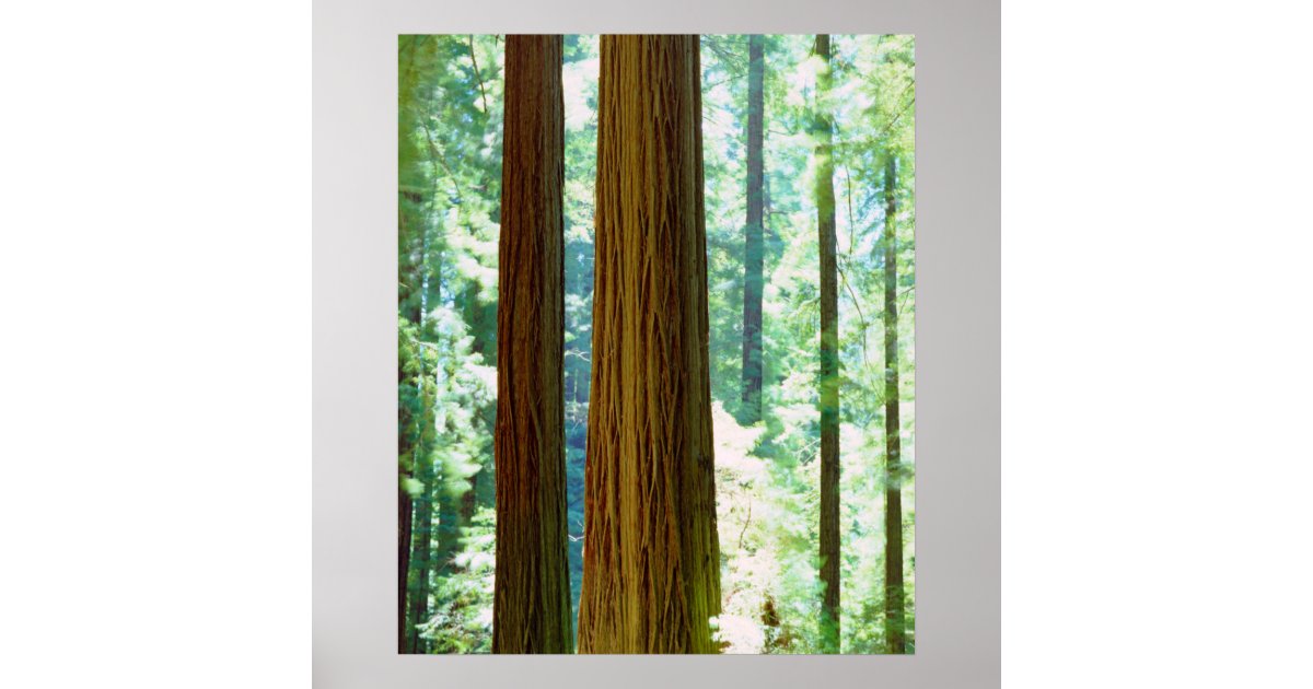 Old-growth Redwood trees Poster | Zazzle