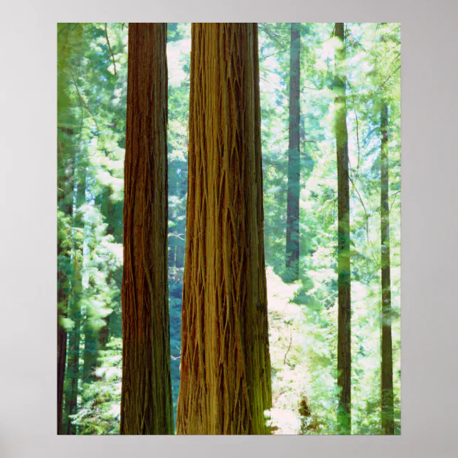 Old-growth Redwood trees Poster | Zazzle