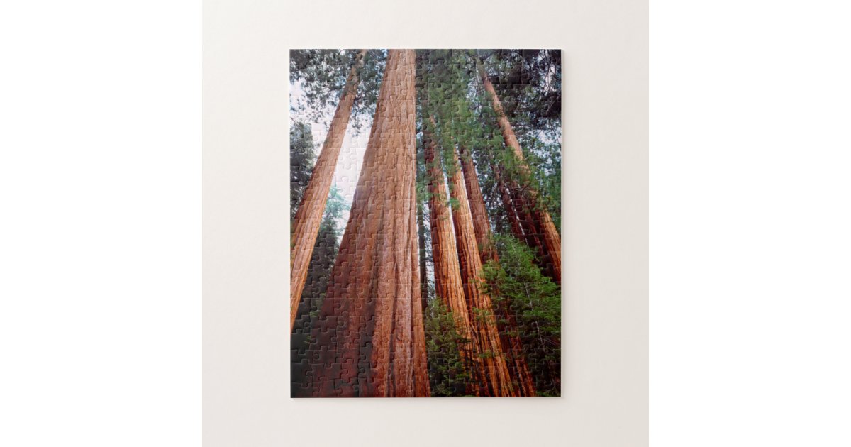 Old-growth Sequoia Redwood trees Jigsaw Puzzle | Zazzle
