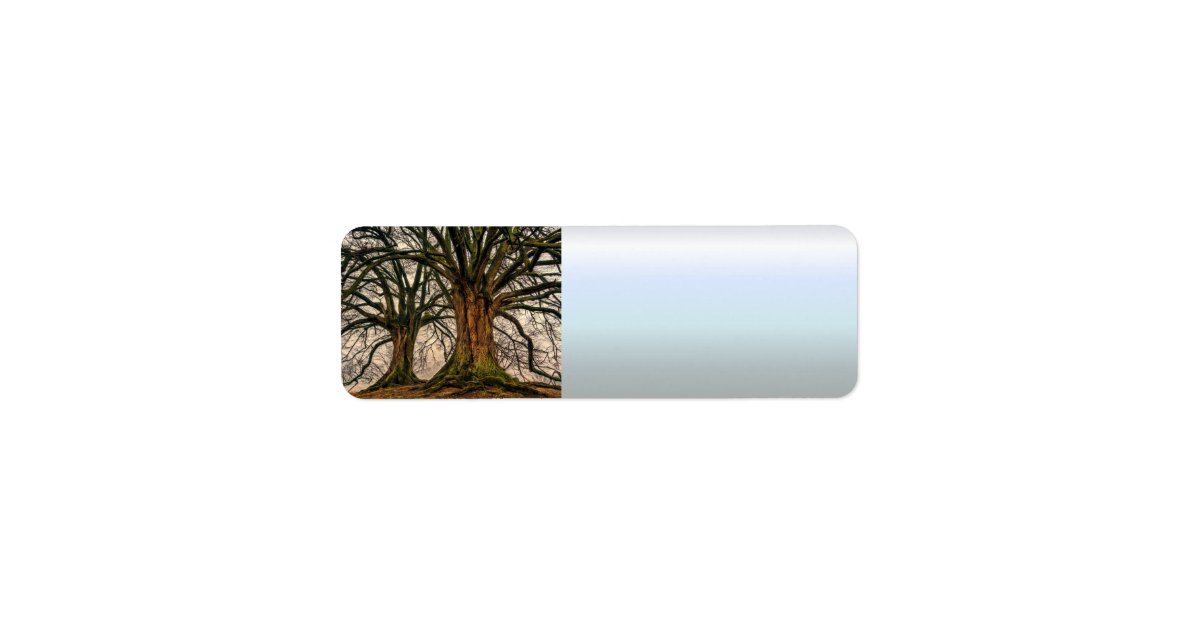 Old Oak Tree in Winter Label | Zazzle