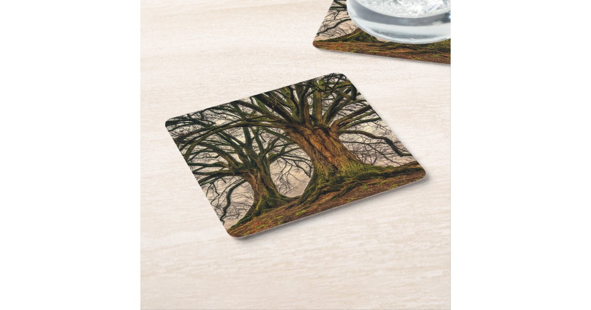 Old Oak Tree in Winter Square Paper Coaster | Zazzle