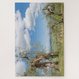 Old olive trees in a landscape in Tuscany Jigsaw Puzzle | Zazzle