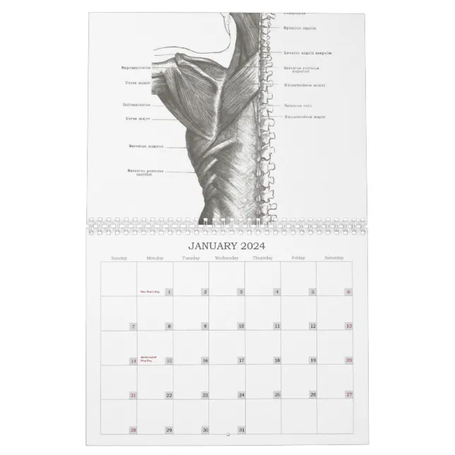 OldSchool Anatomy Calendar | Zazzle