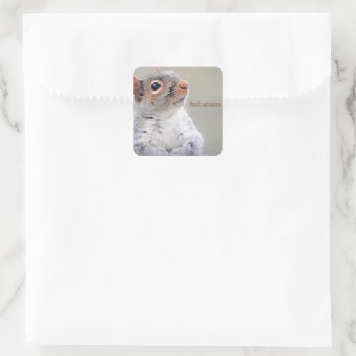Oliver Twist Squirrel Square Sticker | Zazzle