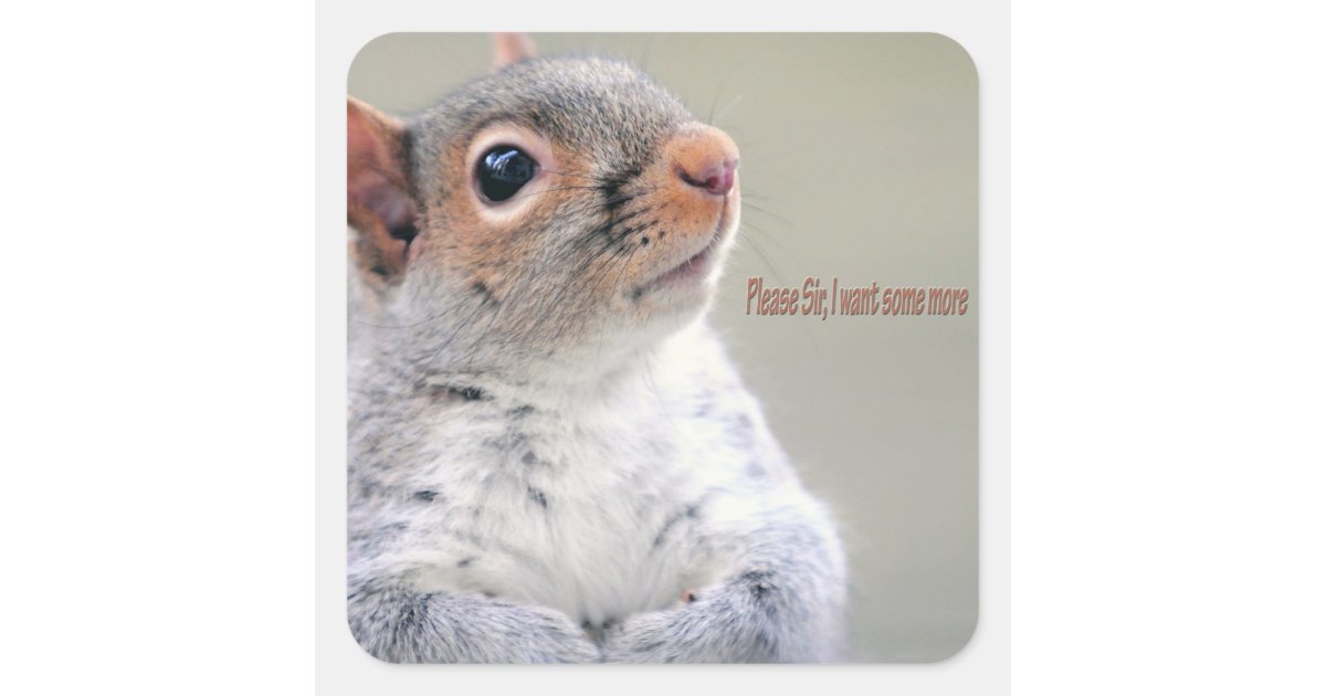 Oliver Twist Squirrel Square Sticker | Zazzle