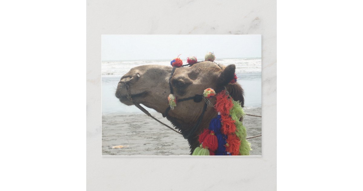 Oman Muscat Camel Photo Art Print Postcard | Zazzle