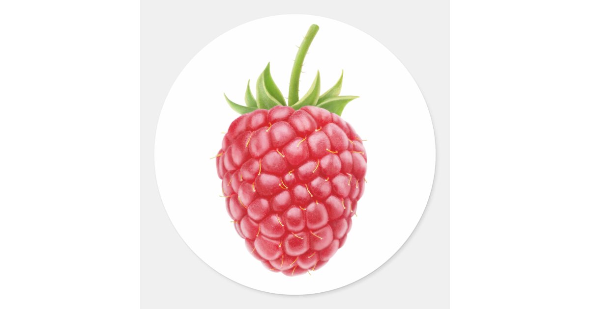 One raspberry classic round sticker | Zazzle