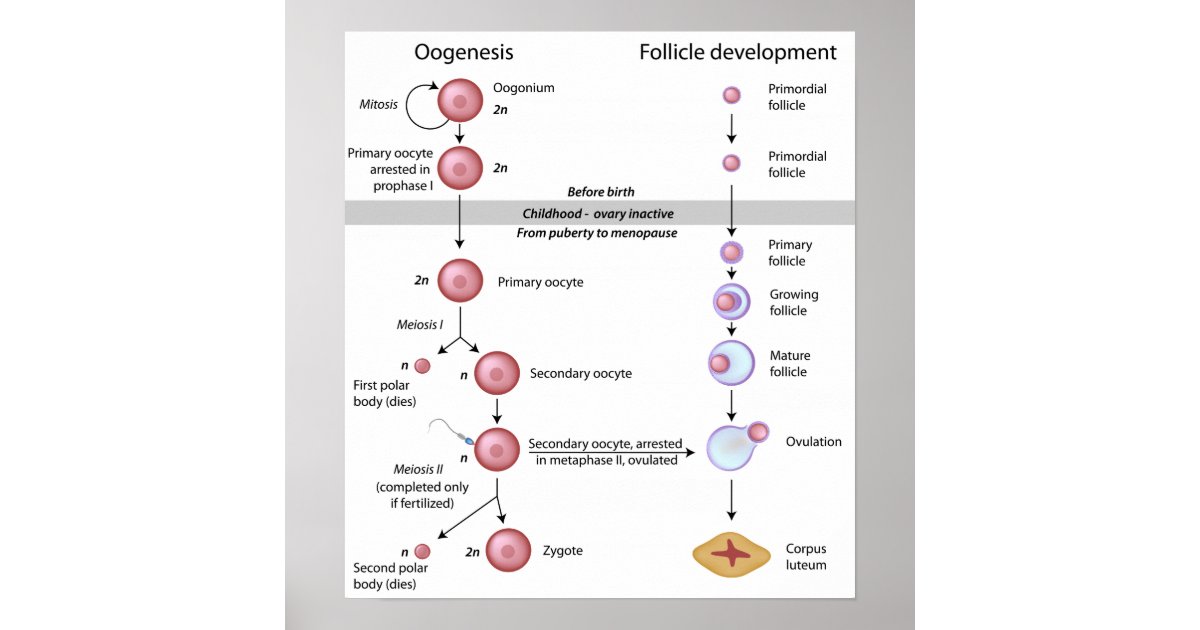 Oogenesis Poster | Zazzle