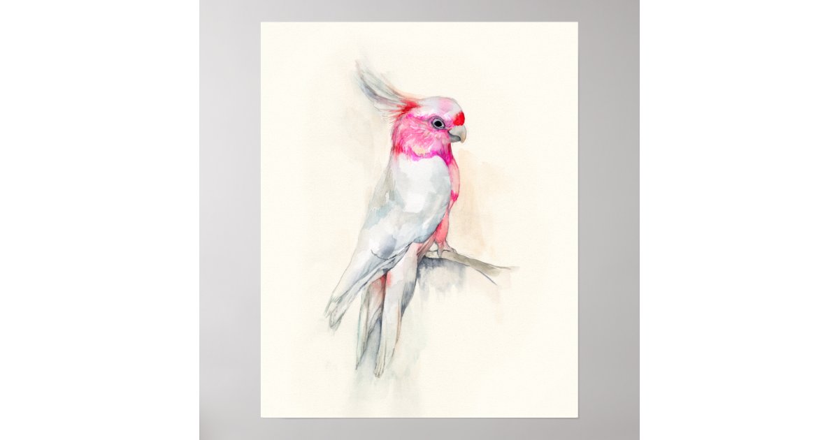 Opera Cockatoo Poster | Zazzle