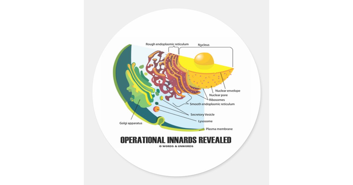 Operational Innards Revealed (Cell Biology) Classic Round Sticker | Zazzle