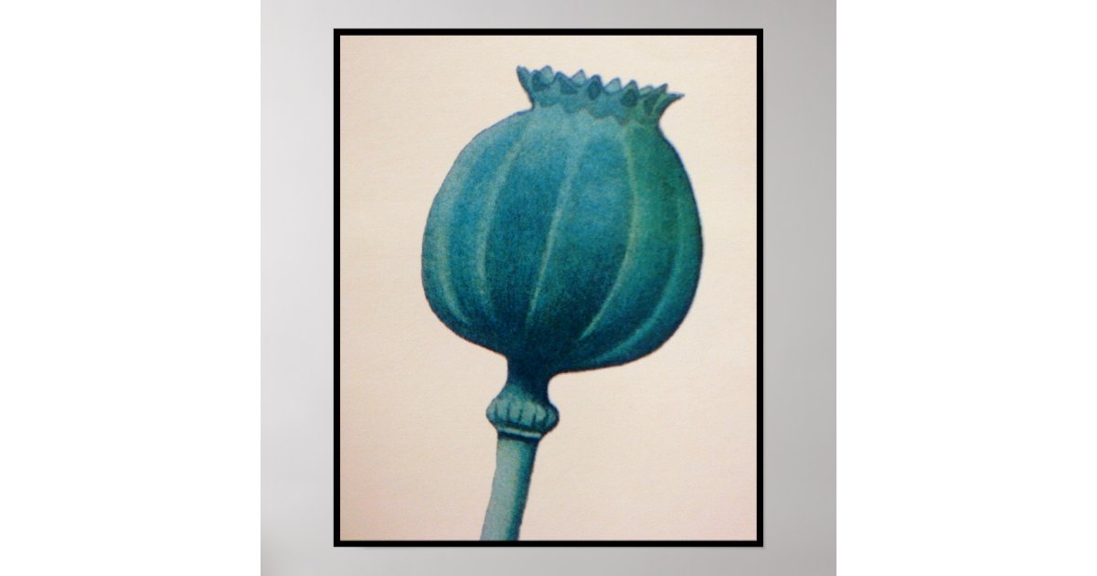 OPIUM POPPY POSTER | Zazzle