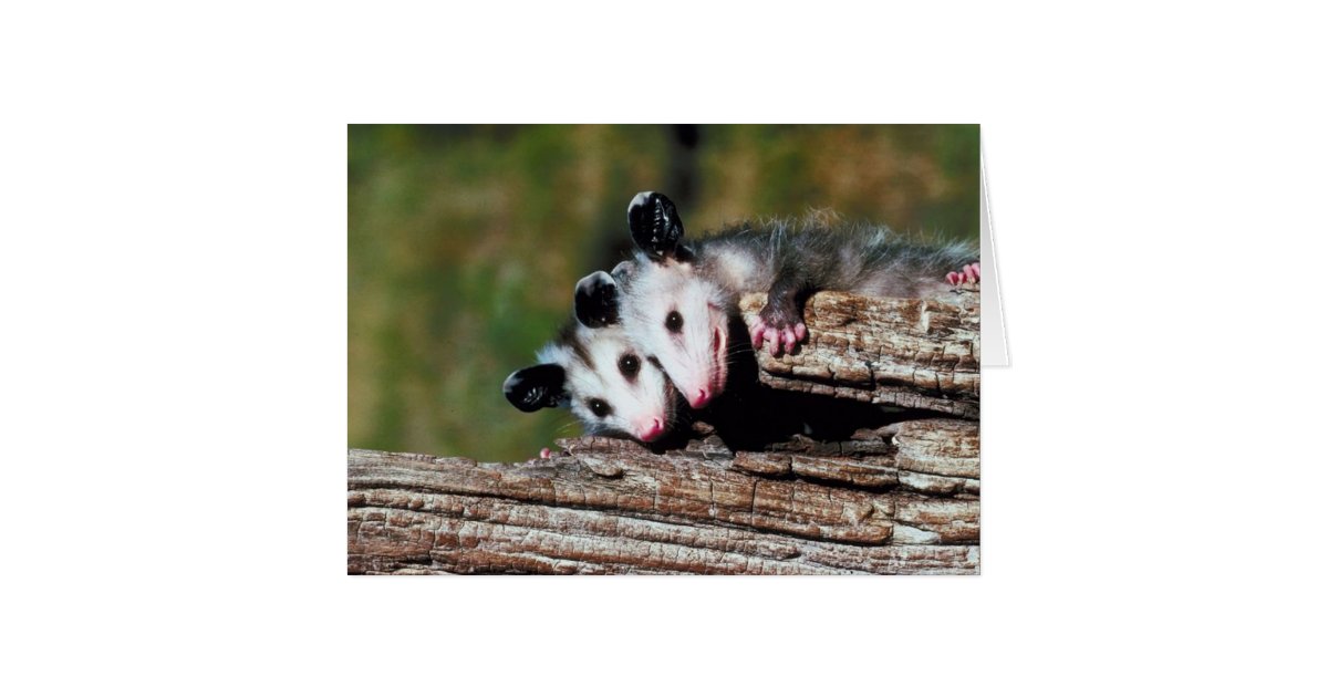 Opossum Card | Zazzle