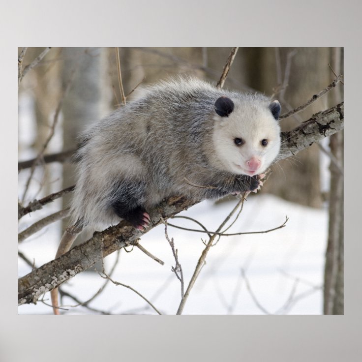 Opossum Love Poster | Zazzle