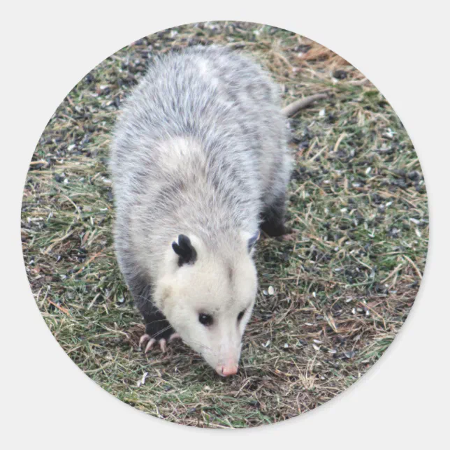 Opossum Photo Classic Round Sticker | Zazzle