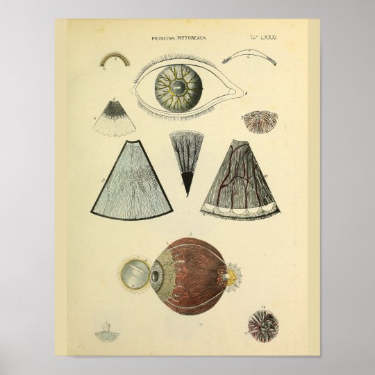 Optometry Eye Anatomy Medical Art Print | Zazzle.com