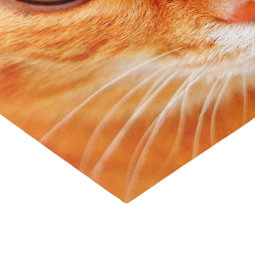 orange cat face tissue paper | Zazzle
