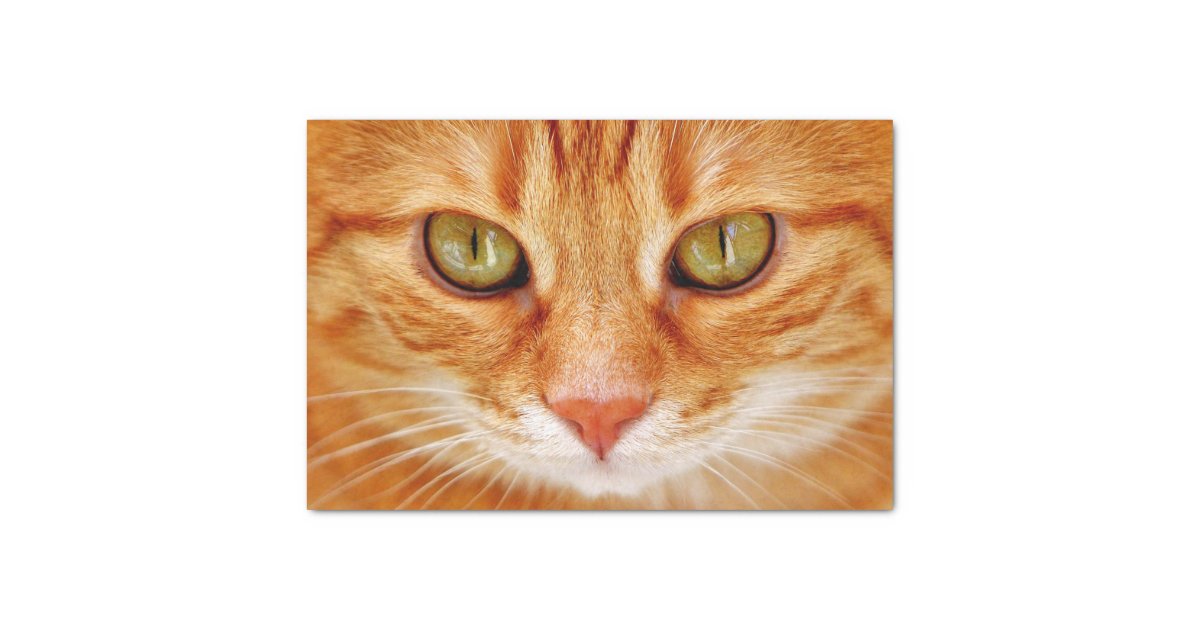 orange cat face tissue paper | Zazzle