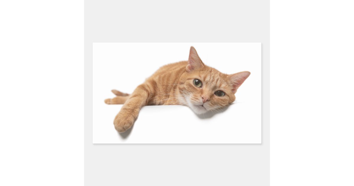 Orange Cat Laying Down Rectangular Sticker | Zazzle