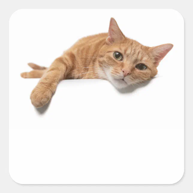 Orange Cat Laying Down Square Sticker | Zazzle