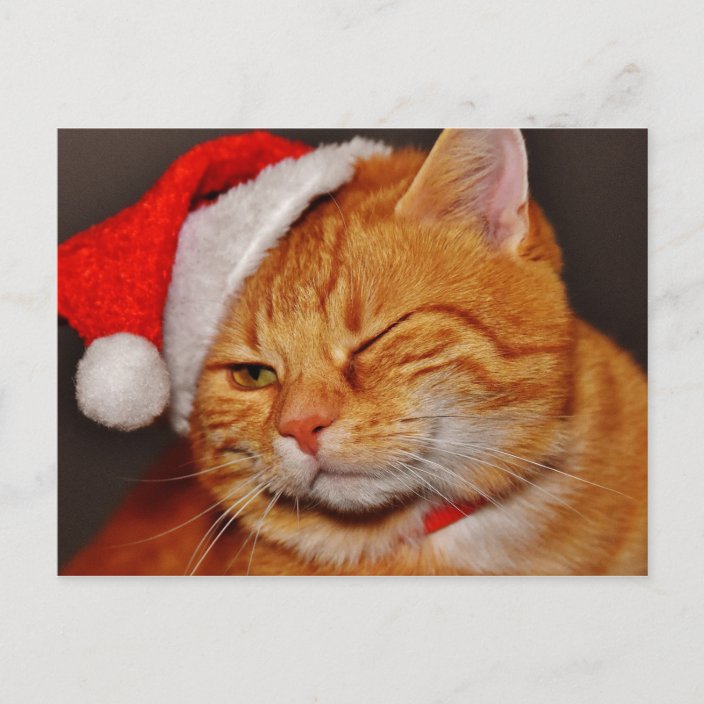 Orange cat - Santa claus cat - merry christmas Holiday Postcard ...