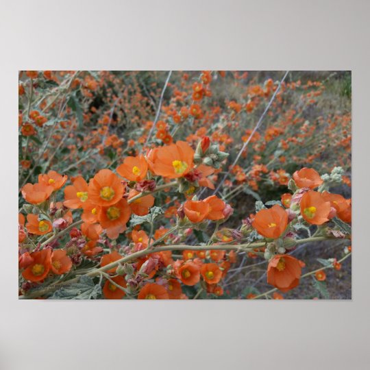 Orange Desert Globemallow Flowers In Bloom Poster | Zazzle.com
