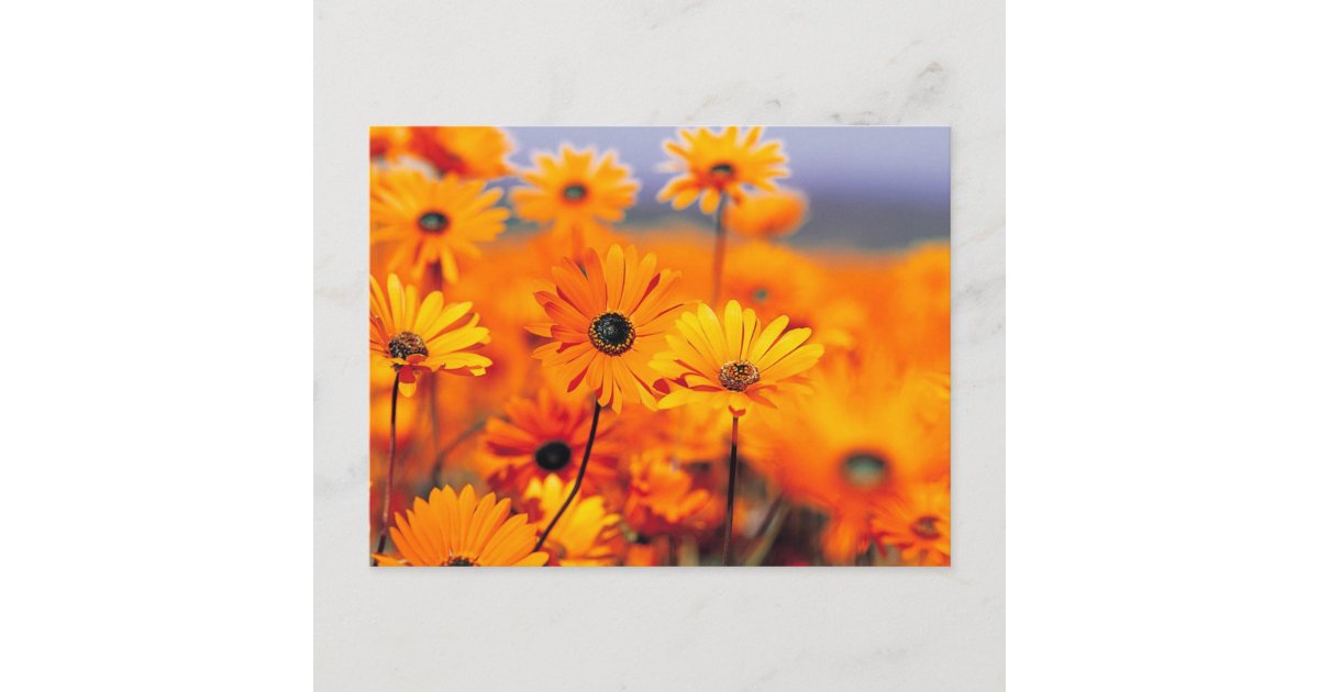 Orange flowers postcard | Zazzle