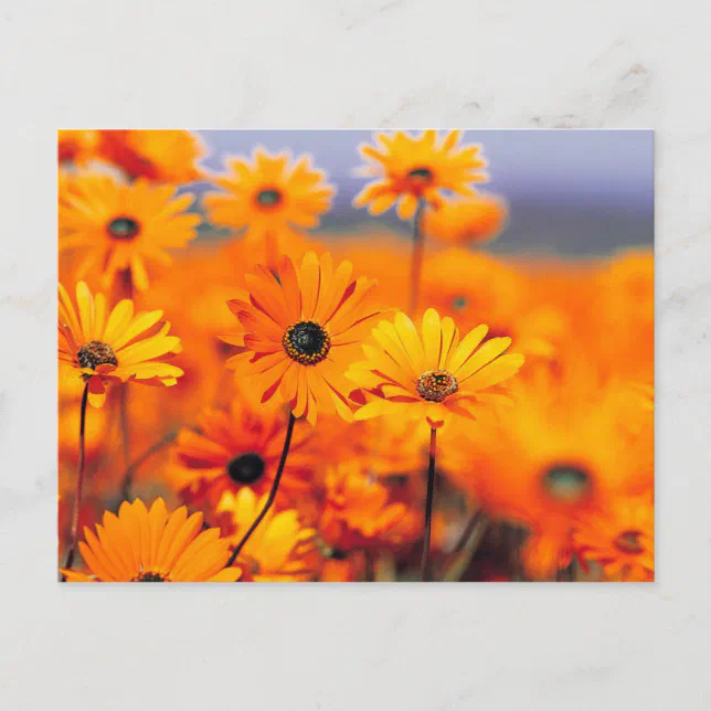 Orange flowers postcard | Zazzle